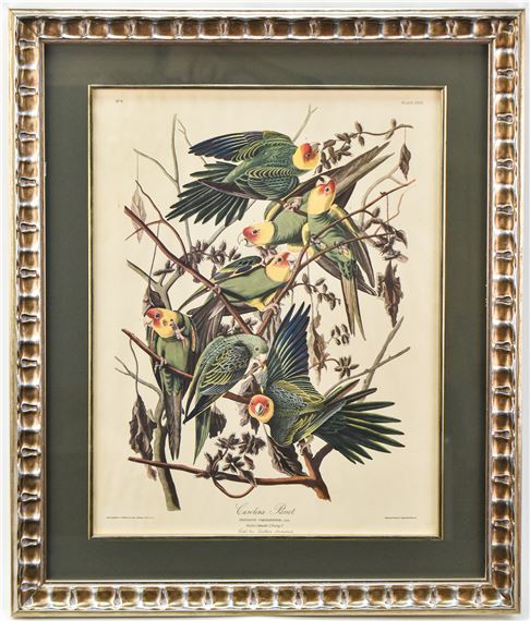 John James Audubon | CAROLINA PARROT | MutualArt