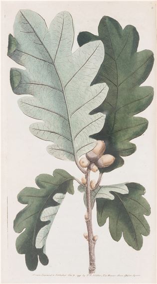 Frederick Polydore Nodder | Flora Rustica (1792) | MutualArt