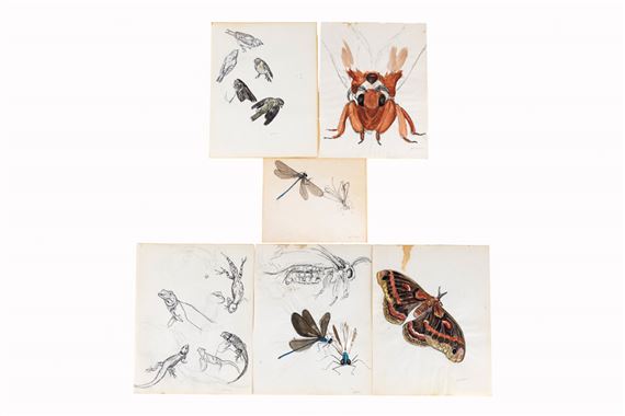Janet Turner | Group of Six Pen and Ink Sketches of Birds, Moths, and ...