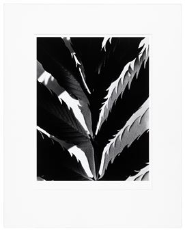 Imogen Cunningham | Leaf Pattern (1929) | MutualArt