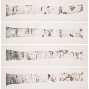 Robert Wiens | White Birch (2001) | MutualArt
