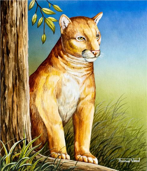 Thomas C. Wood | Florida Panther (2005) | MutualArt