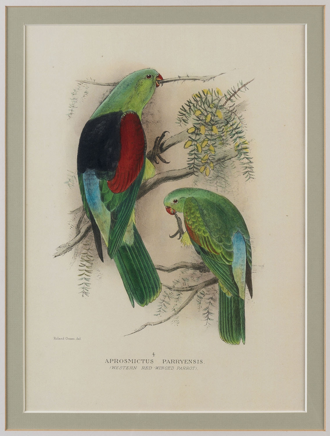 Roland Green | four ornithological studies | MutualArt
