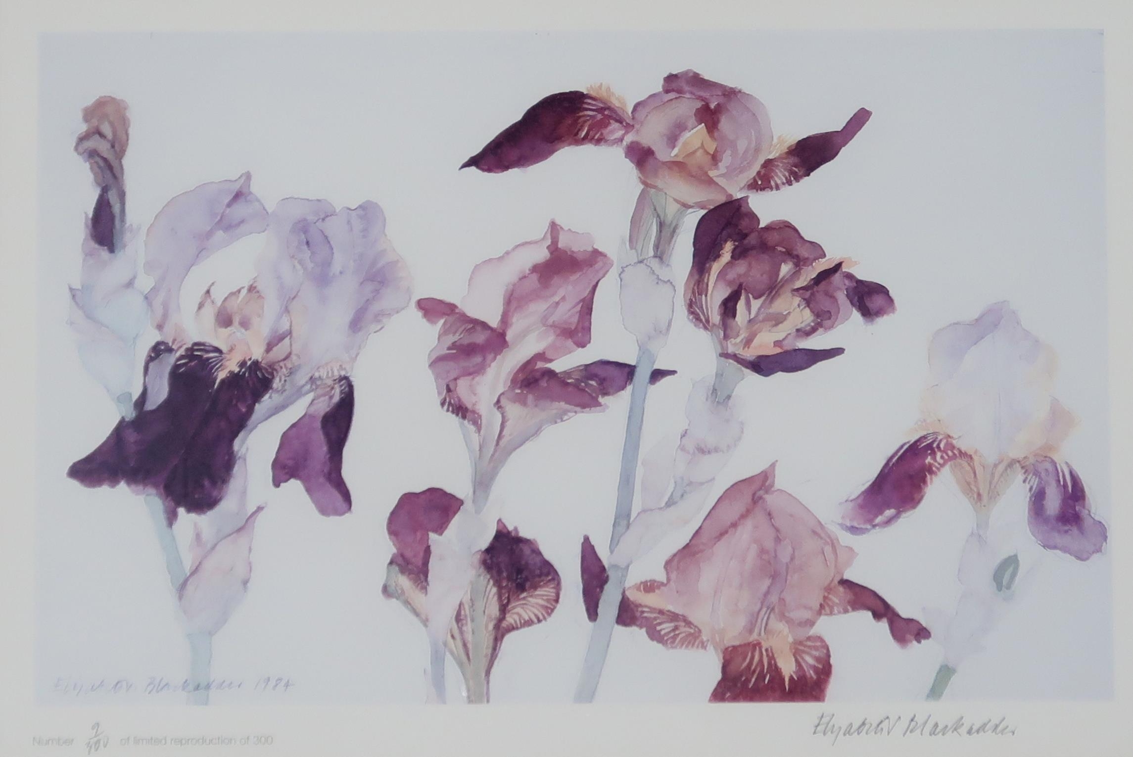 Elizabeth Blackadder | IRIS | MutualArt