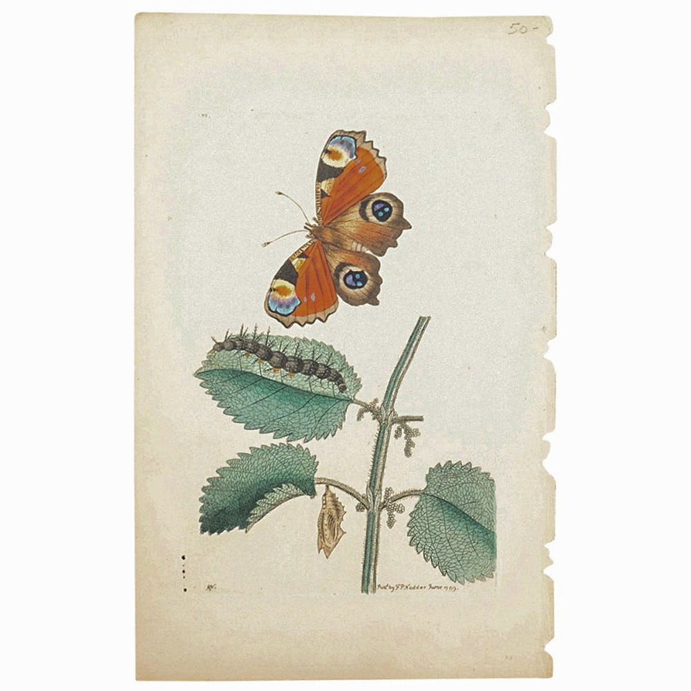 Frederick Polydore Nodder | A cocoon, a caterpillar and a butterfly ...