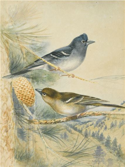 Roland Green | The Blue Chaffinch of Gran Canaria | MutualArt
