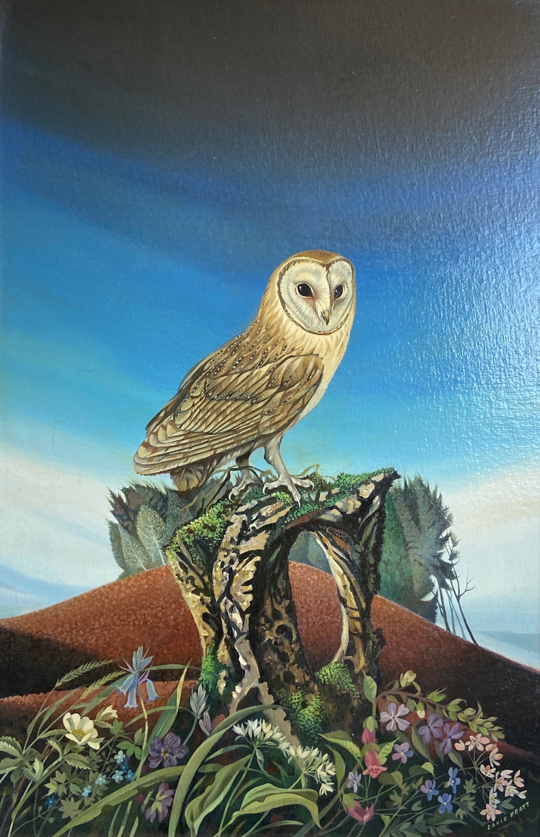 David Pratt | Barn Owl, May in Cornwall | MutualArt