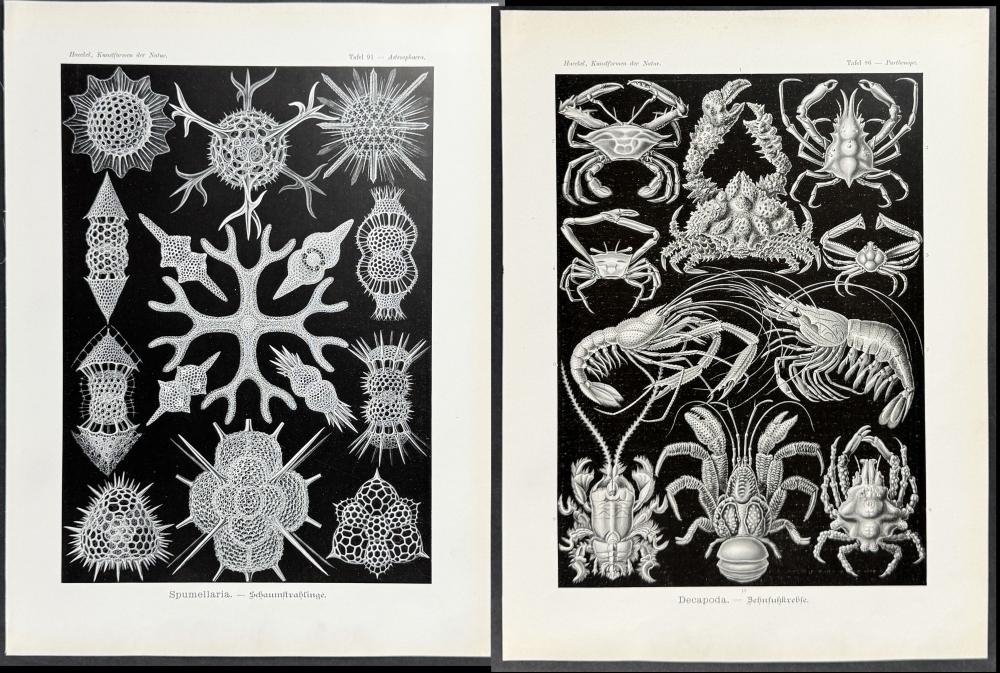 Ernst Haeckel | Kunstformen der Natur or Art Forms in Nature (1904 ...