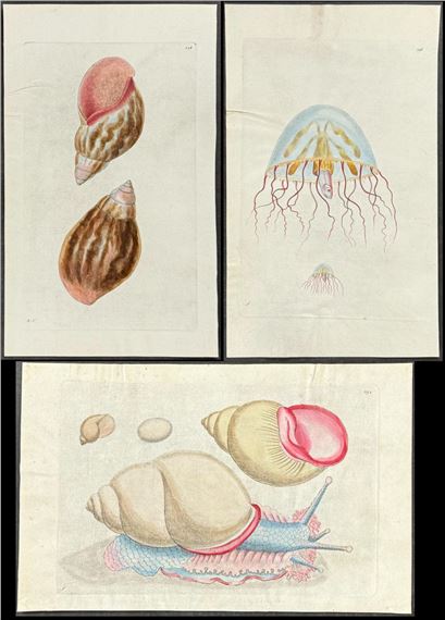 George Shaw | 7 Sea Life Engravings (1789 - 1813) | MutualArt
