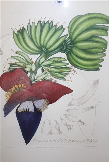 Bryan Poole | Ficus Carica - Black Fig | MutualArt