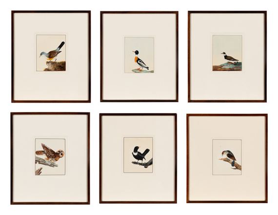 William Lewin | Six Bird Portraits | MutualArt