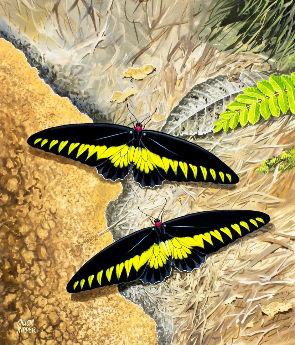 Chuck Ripper | Rajah Brookes Birdwing Butterfly (1998) | MutualArt