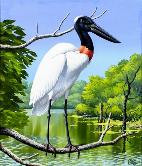 Chuck Ripper | Jabiru Bird (1993) | MutualArt