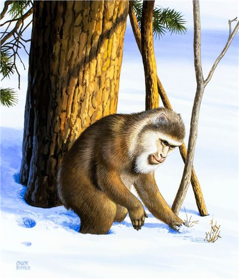 Chuck Ripper | Short-tailed Tibetan Macaque (1998) | MutualArt