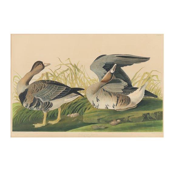John James Audubon | White-Fronted Goose | MutualArt