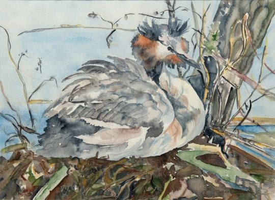 Marie Louise Preuss | BrÃ¼tender Haubentaucher (1988) | MutualArt