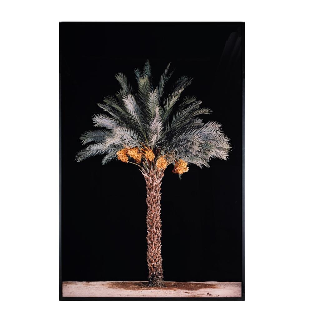 Tal Shochat | Tamar No. 3 (Date Palm) (2011) | MutualArt