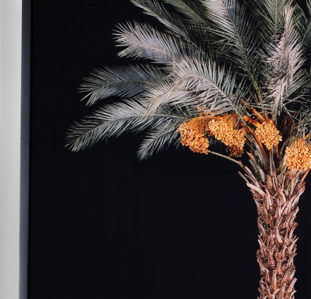Tal Shochat | Tamar No. 3 (Date Palm) (2011) | MutualArt