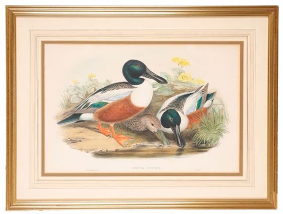 John Gould | Studies of ducks | MutualArt