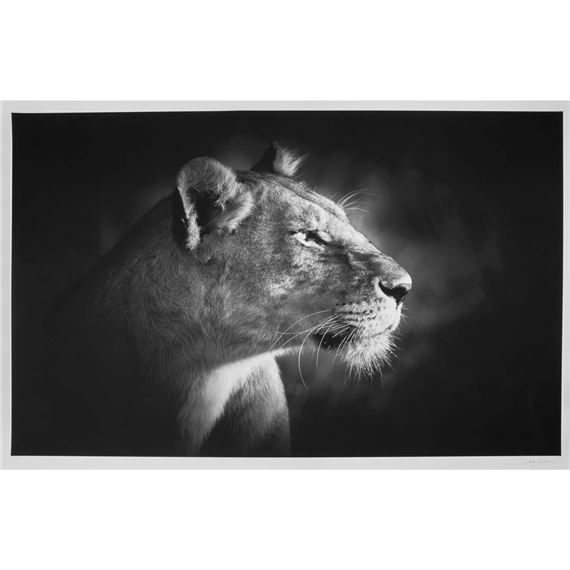 Björn Persson | LION'S SOUL XL | MutualArt