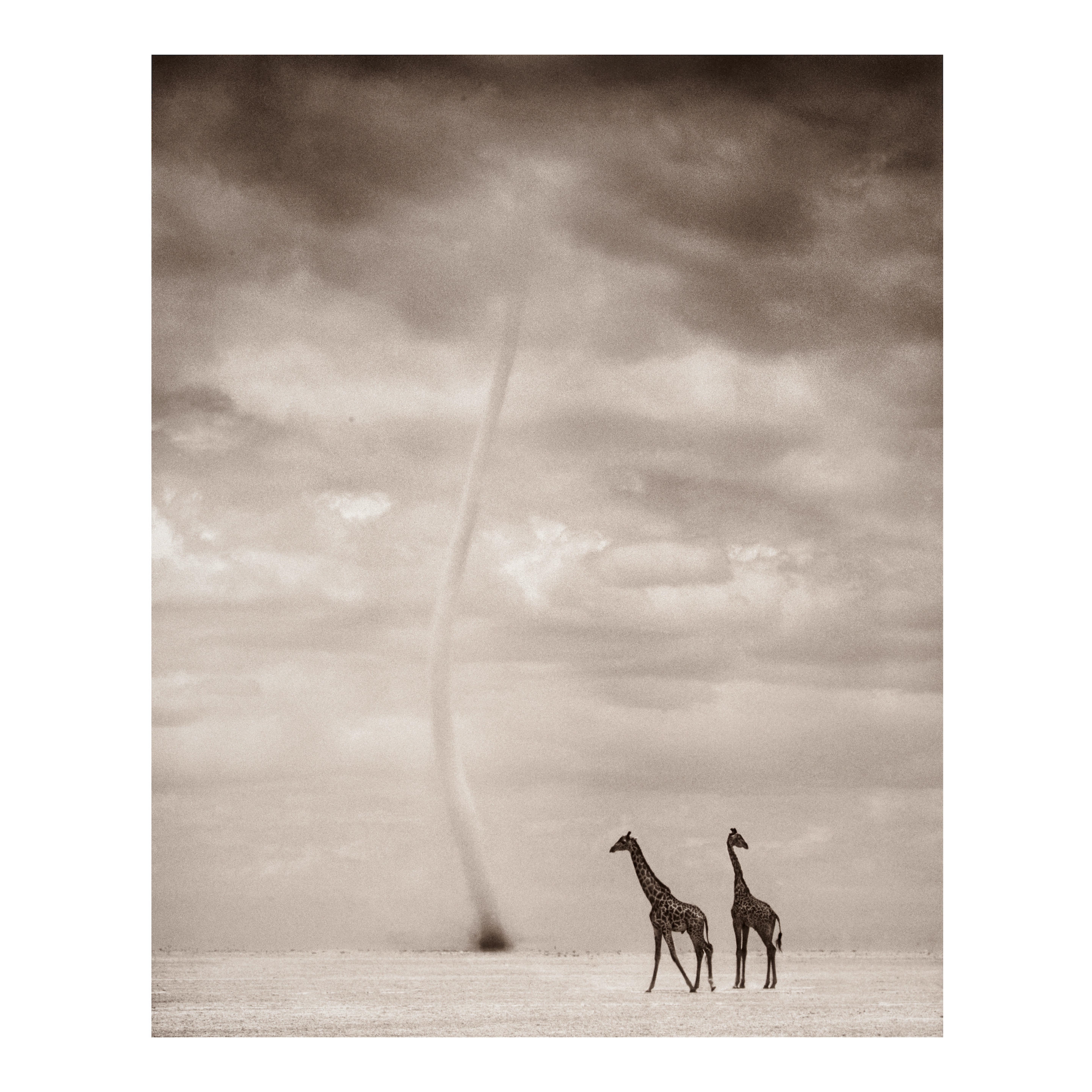 Brandt Nick | Giraffes with Dust Devil, Amboseli (from 'A Shadow Falls ...