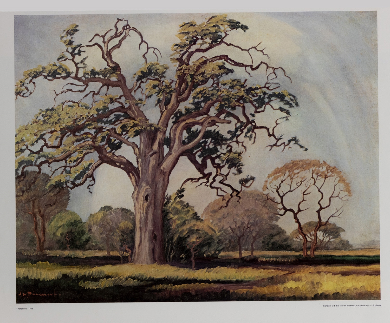 Jacob Hendrik Pierneef | Hardekool Tree | MutualArt