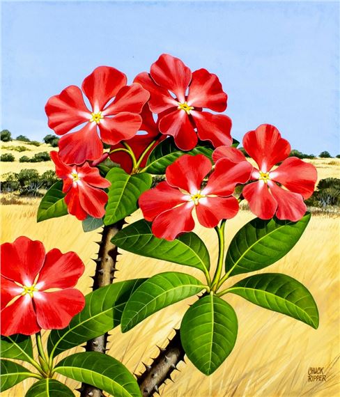 Chuck Ripper | Flower - Pachypodium Baronii (1996) | MutualArt