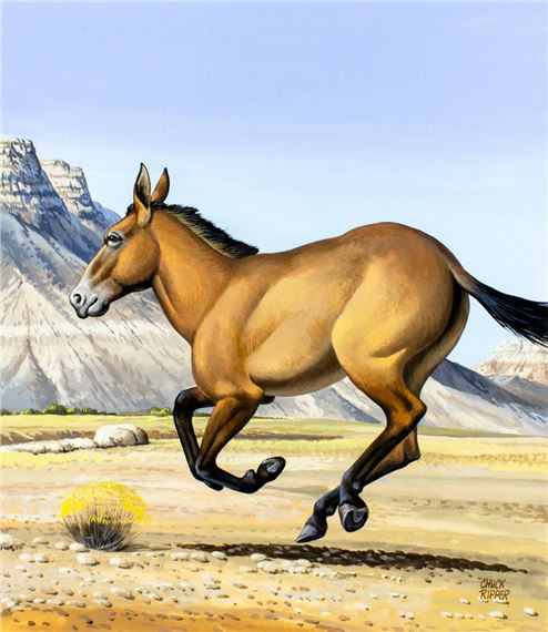 Chuck Ripper | Przewalskis Wild Horse (1997) | MutualArt