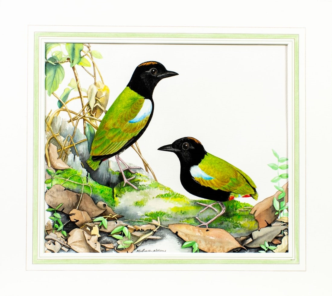 Kay Breeden Williams | Rainbow Pitta Bird | MutualArt