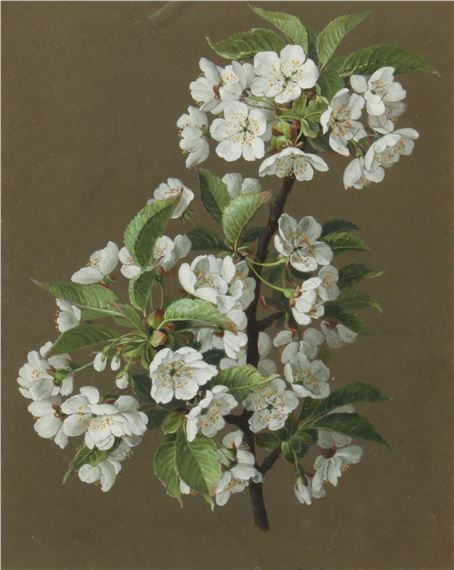 Patrick O'Hara | CHERRY BLOSSOM | MutualArt