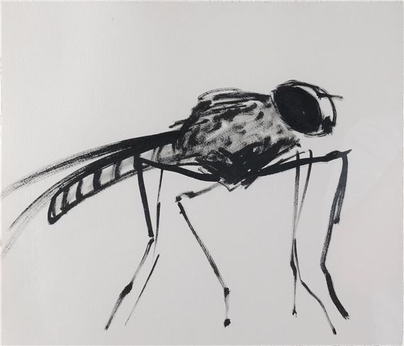 Rachel Howard | Lesser house fly (2009) | MutualArt