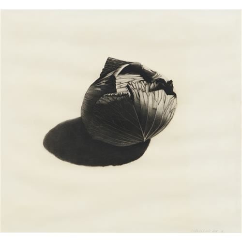 William Delafield Cook | Cabbage (1976) | MutualArt