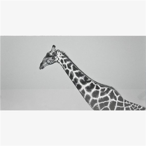 Christopher Rimmer | Giraffe Neck Detail - South Africa | MutualArt