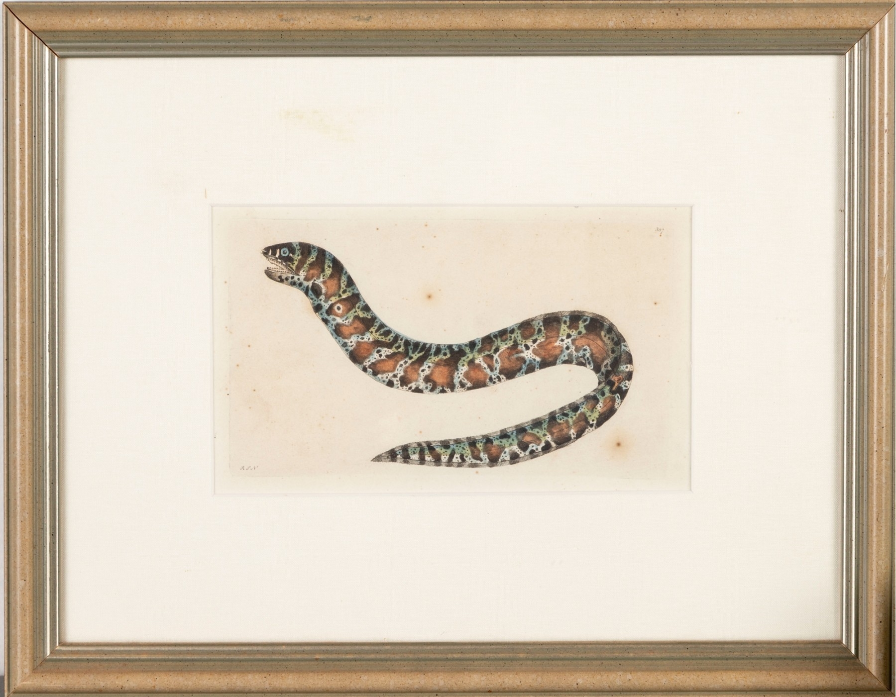 Richard Polydore Nodder | Print Of A Chain Moray Eel | MutualArt