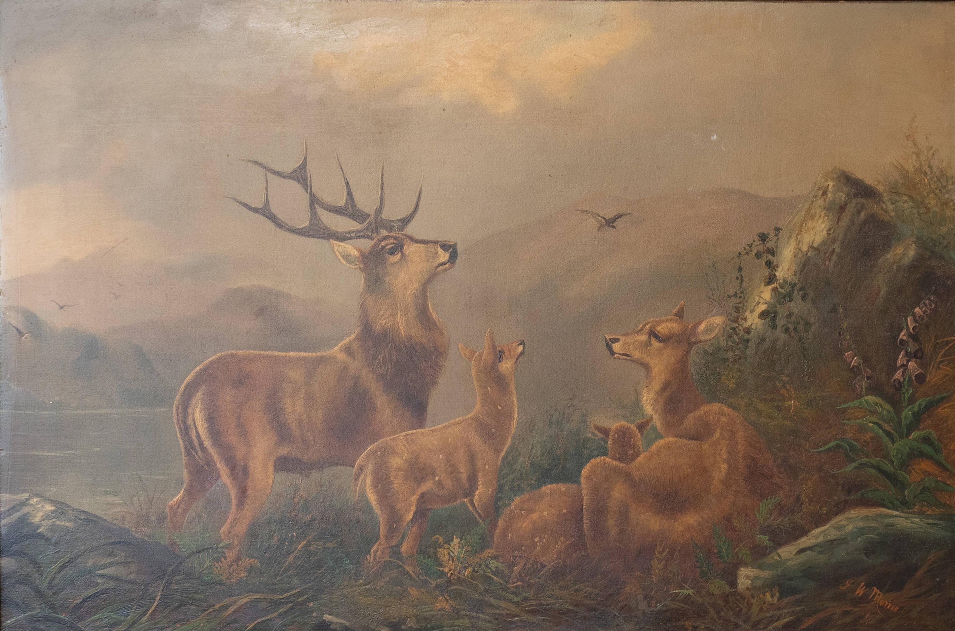 John W.‏ Morris | Stag, doe and fawns in a mountainous landscape ...