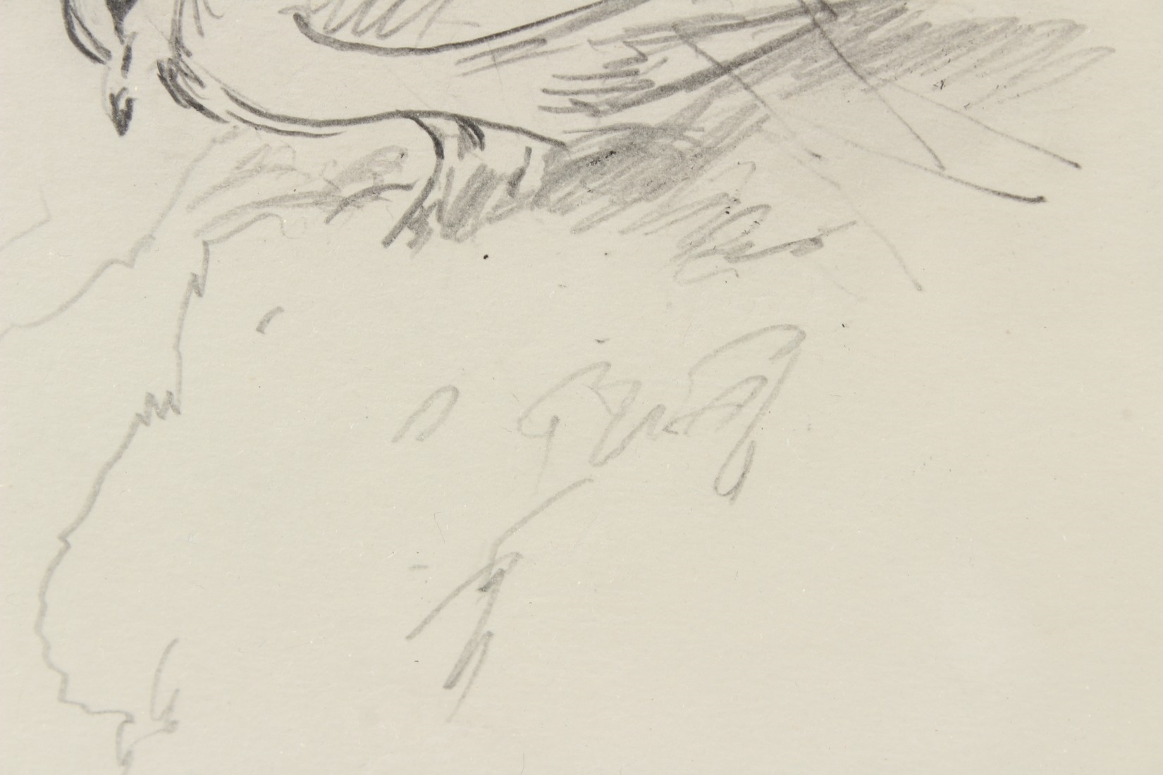 Archibald Thorburn | pencil sketch of a dove | MutualArt
