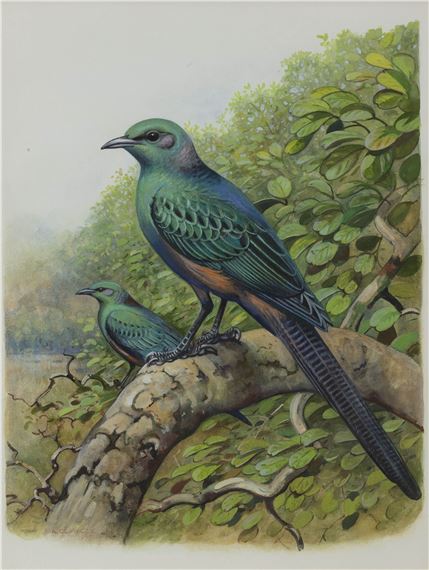 Philip Clancey | Longtailed Glossy Starlings (1991) | MutualArt