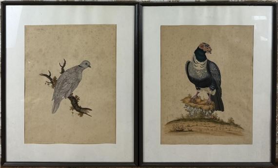 William Hayes | Turtledove and Carrier Pigeon | MutualArt