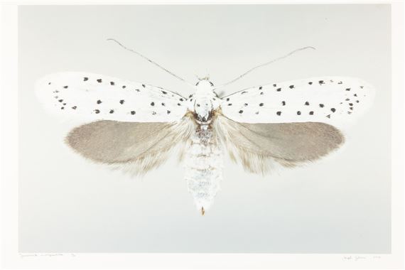 Joseph Scheer | Yponomenta Multipanctella (2002) | MutualArt
