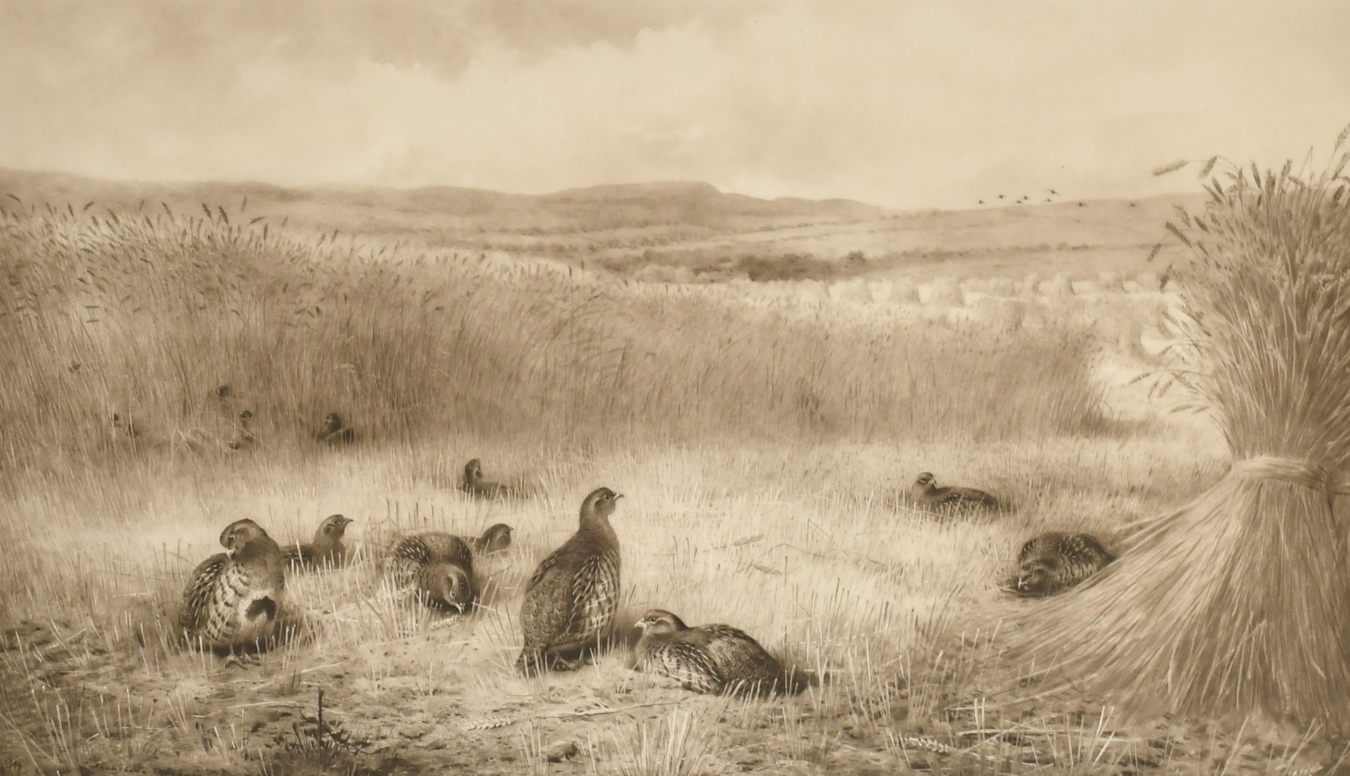Archibald Thorburn | Archibald Thorburn (1860-1935), game birds nestled ...