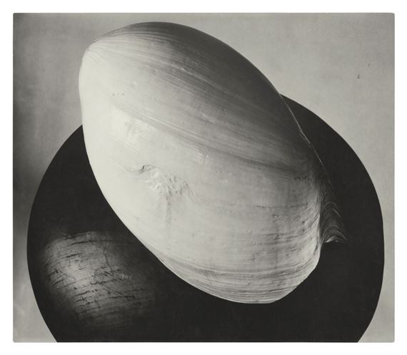 Edward Weston | Shell and Olla | MutualArt