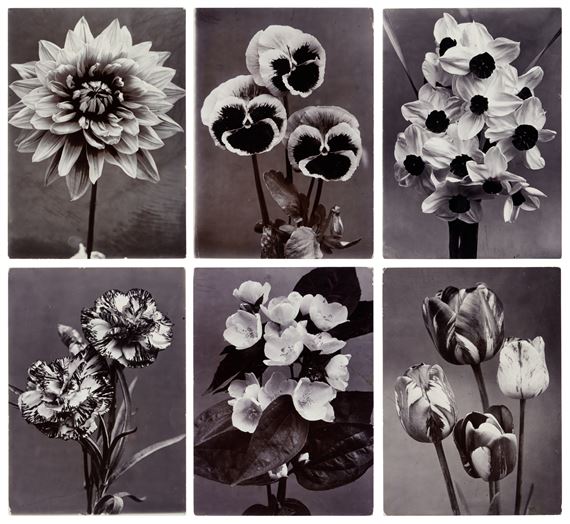 Charles Jones | Selected Images of Flowers (6 photographs) (Circa 1900 ...