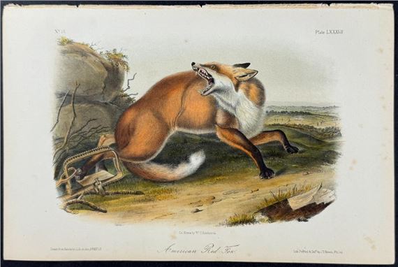 John James Audubon | American Red Fox (1854) | MutualArt
