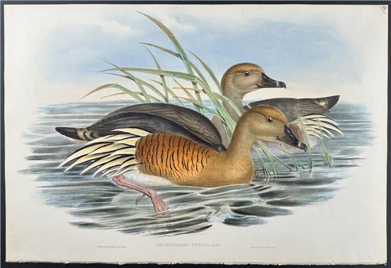 John Gould | Eyton's Duck (1840 - 1869) | MutualArt
