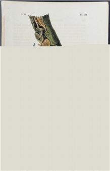 John James Audubon | Harris' Woodpecker (1840 - 1844) | MutualArt