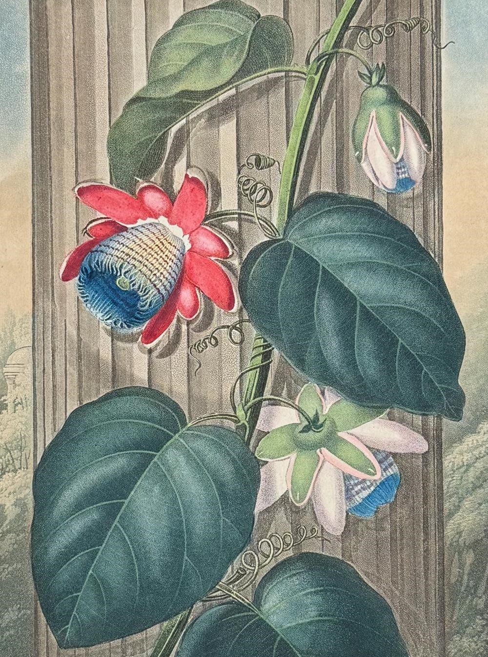 Robert John‏ Thornton | The Winged Passion Flower (Circa 1812 ...