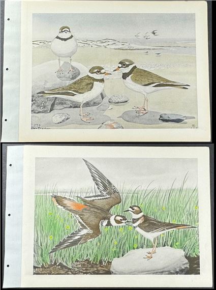 Rex Brasher | Birds and Trees of North America (1931) | MutualArt