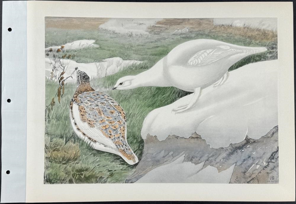 Rex Brasher | Birds and Trees of North America (1931) | MutualArt