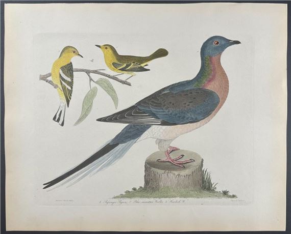 Alexander Wilson | Passenger Pigeon & Warblers (1871) | MutualArt