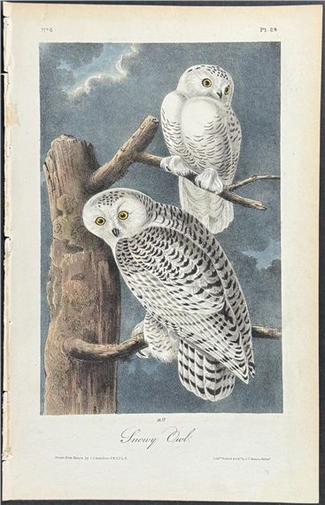 John James Audubon | Snowy Owl (1840 - 1844) | MutualArt